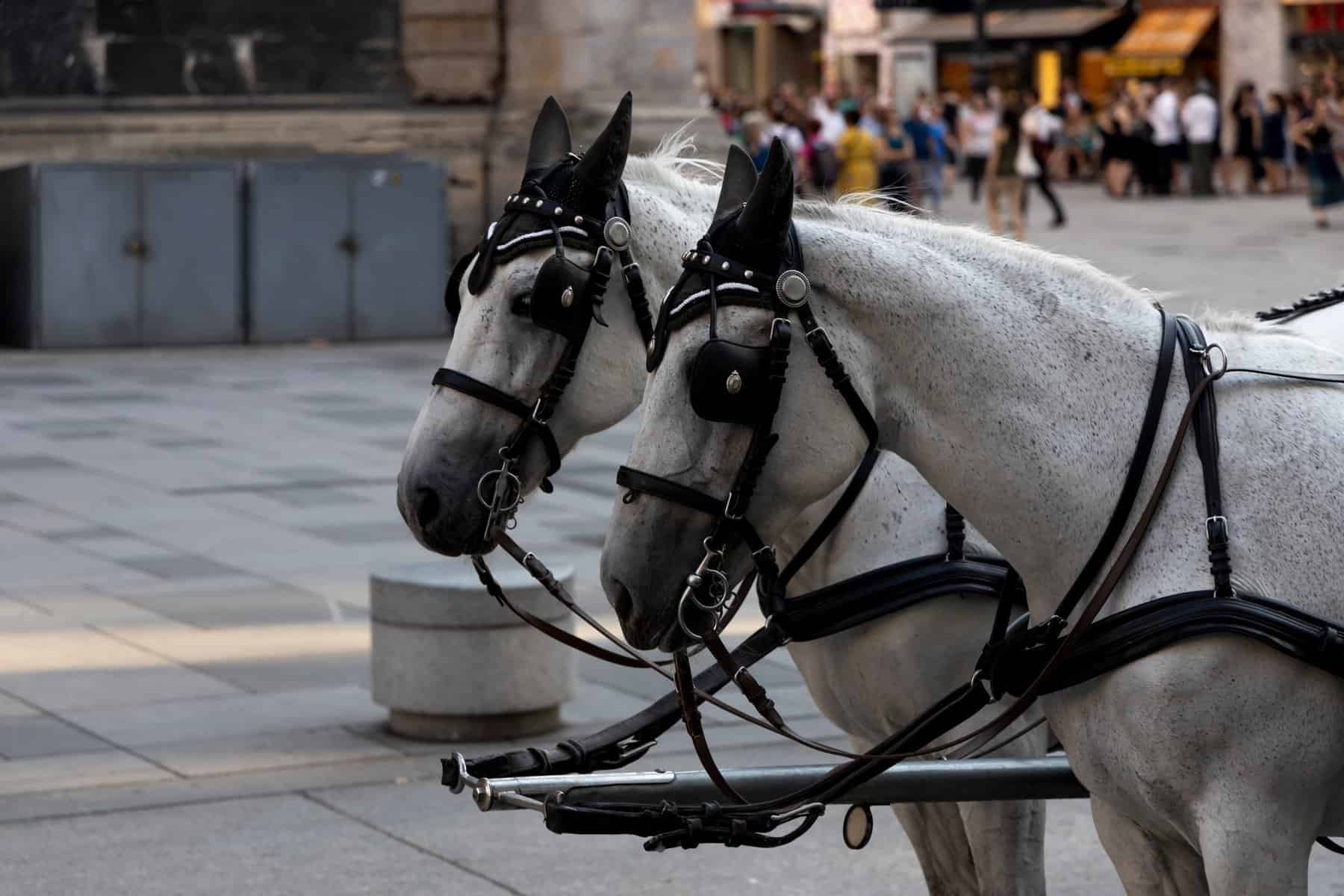 Horse & Carriage rides - Bankside London